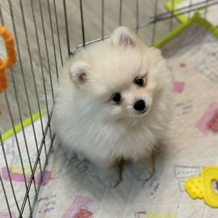 Шпиц девочка