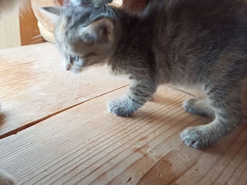 Кошка