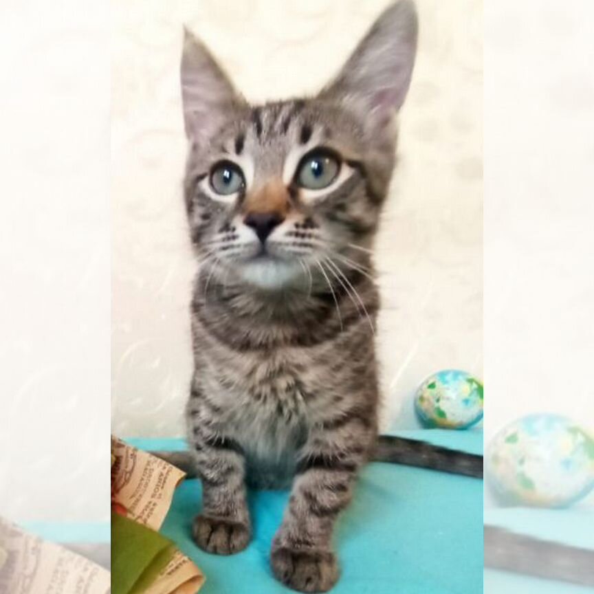 Котенок Гоша ищет любящую семью