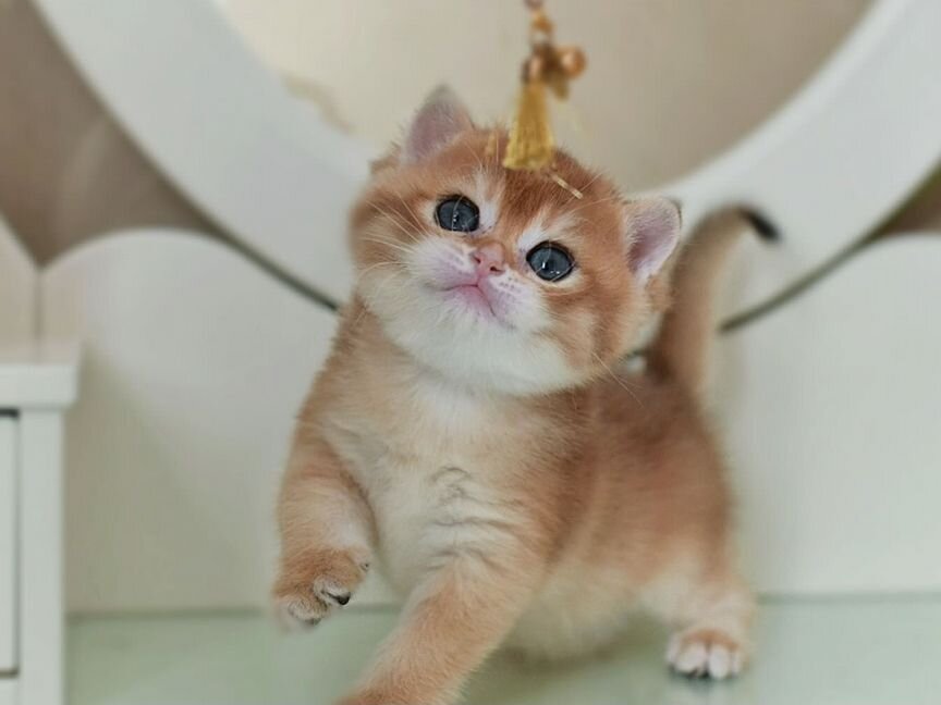 Британские котята золотая шиншилла