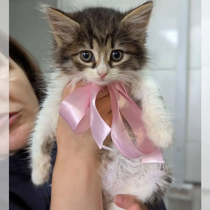 Котёнок в добрые руки
