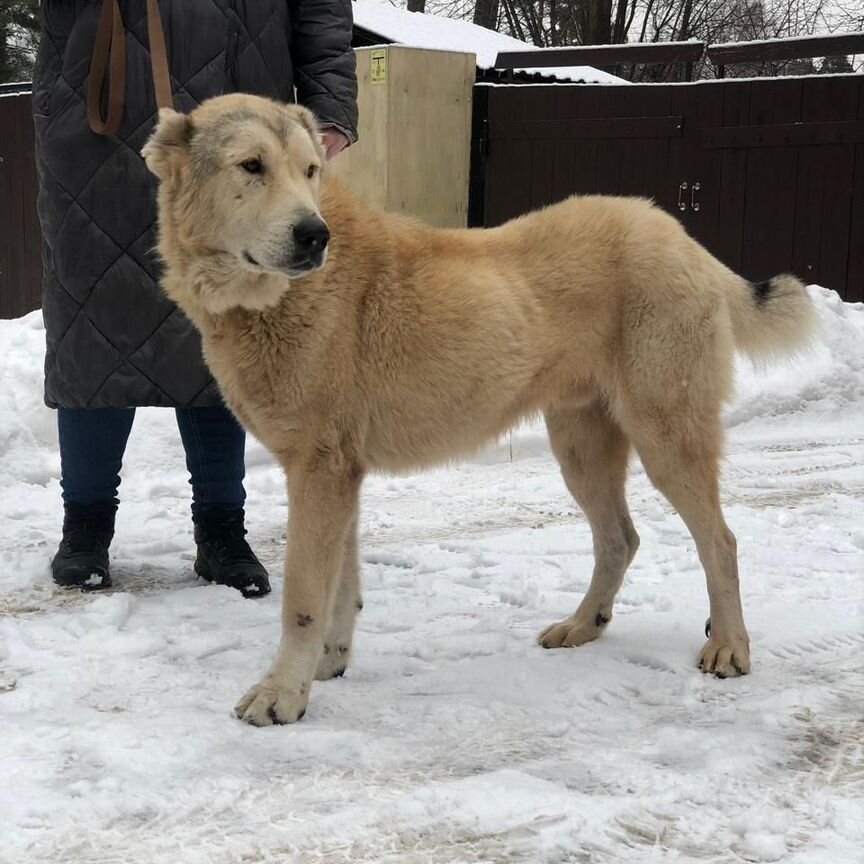 Алабай мальчик в добрые руки