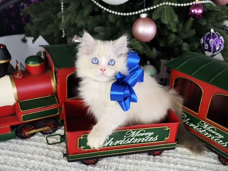 Enot, рэгдолл с родословной