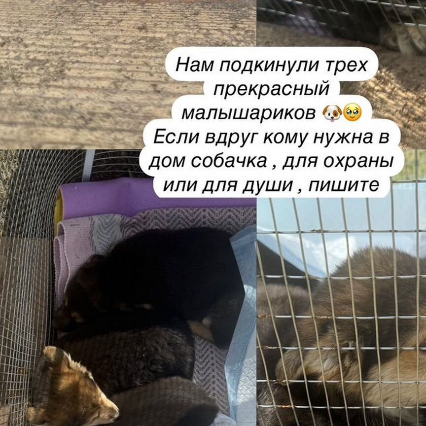 Два кобелька в добрые руки
