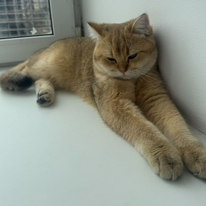 Кот британский золотая шиншила