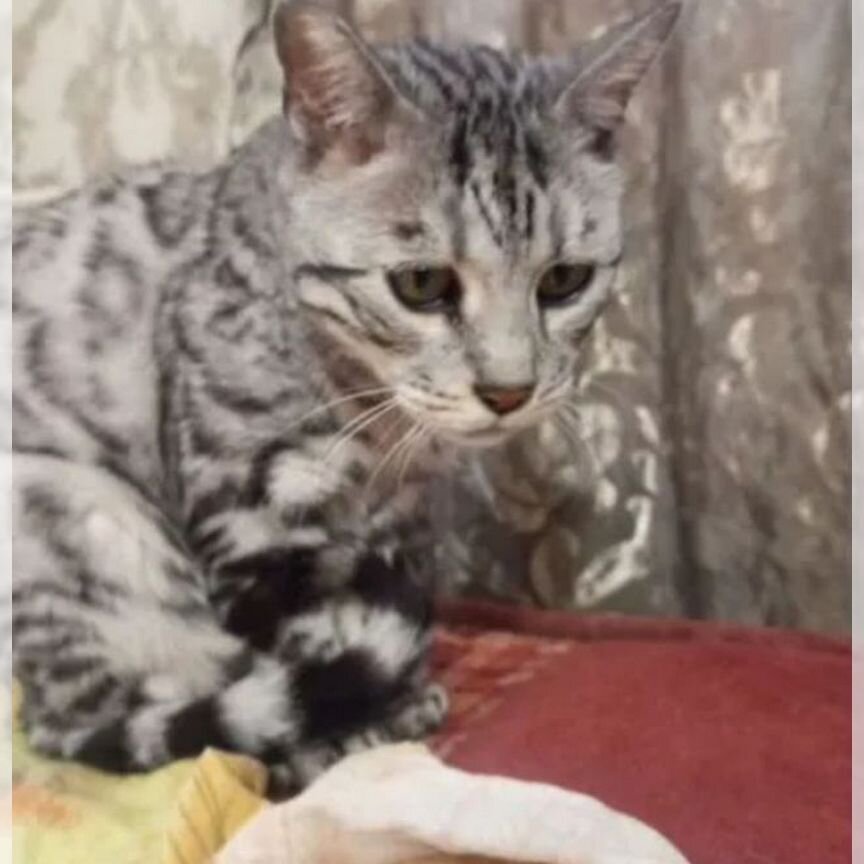 Бенгальская кошка бесплатно