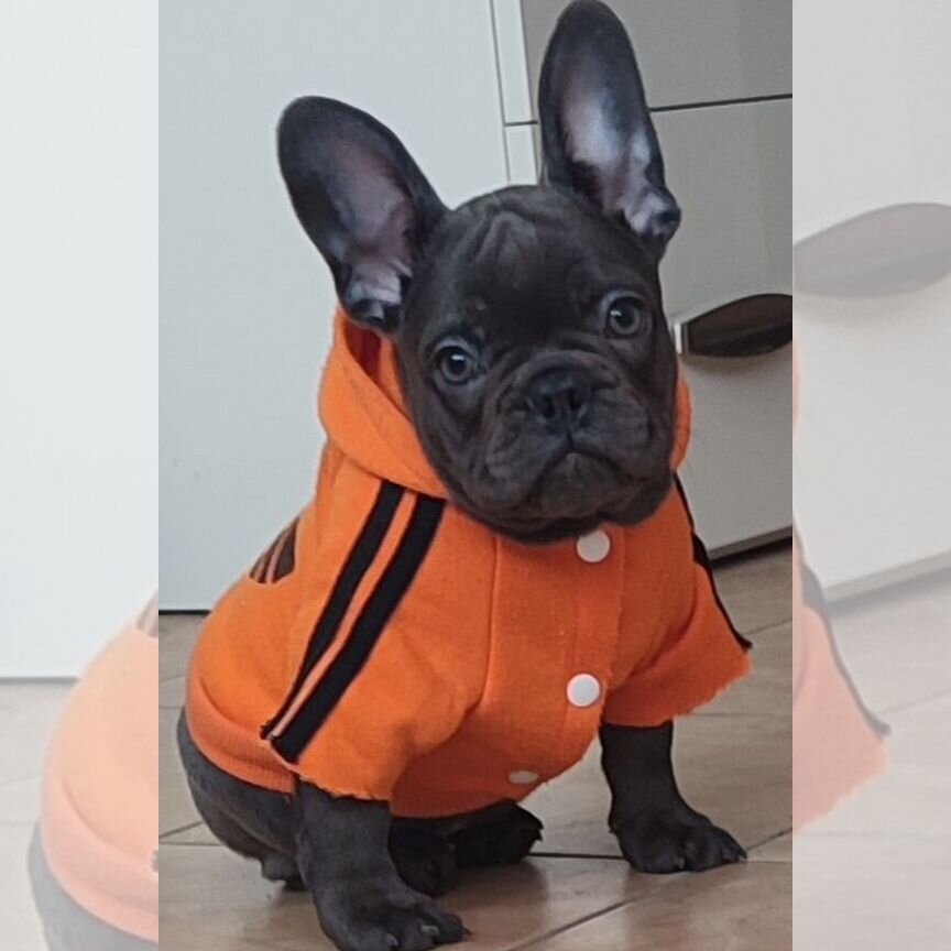 Французский бульдог, щенок