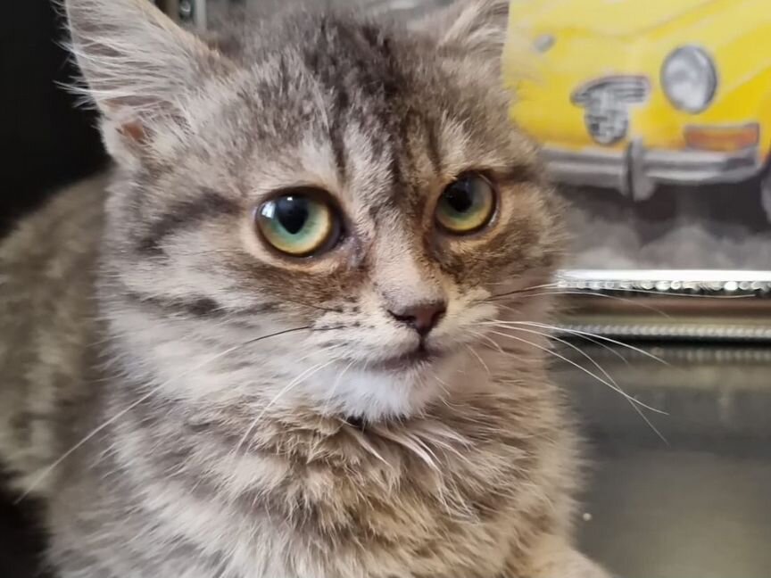 Котенок девочка Бэнтли в дар 2.5 месяца