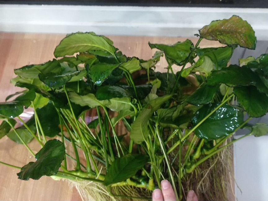 Растения для аквариума. Анубиас. Большие кусты