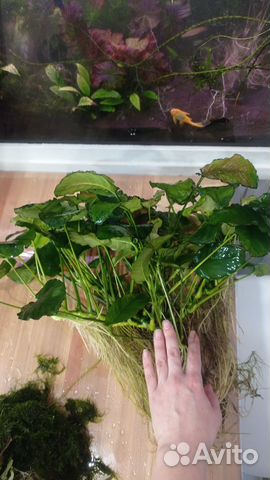Растения для аквариума. Анубиас. Большие кусты купить в Москве ...