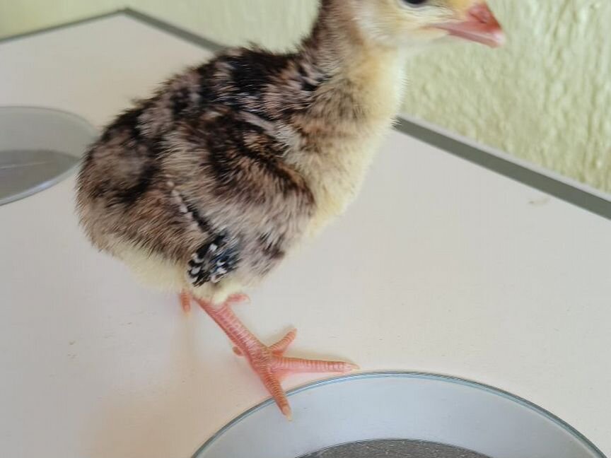 Индюшата суточные