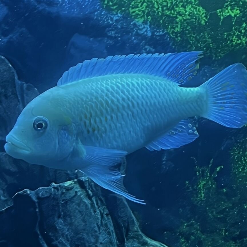 Псевдотрофеус зебра красный