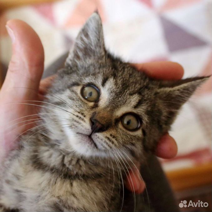 Озорной котенок мальчик ищет дом