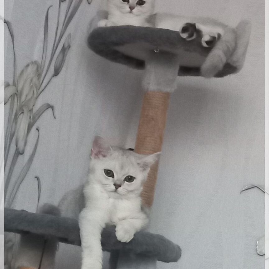 Шотландский вислоухий короткошёрстный котёнок