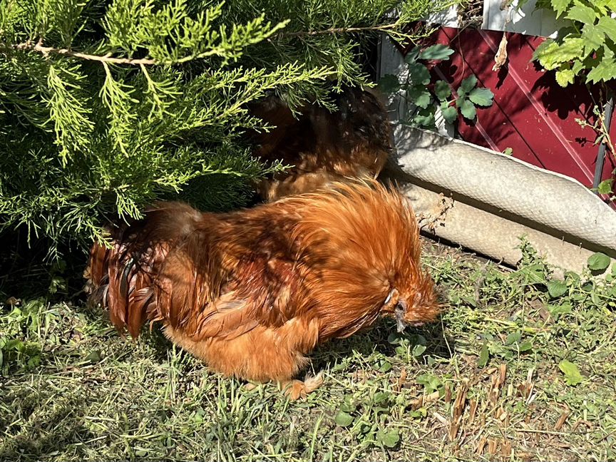 Петушки китайских шолковых кур