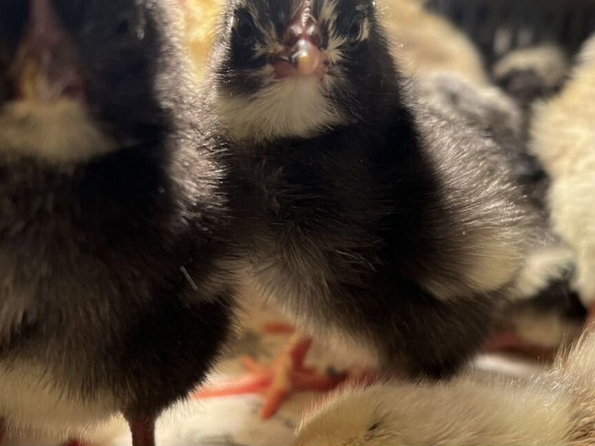 Цыплята суточные несушки