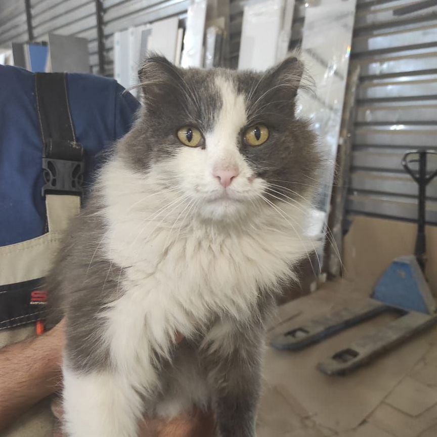 Отдам бесплатно в хорошие руки Кастрированого кота