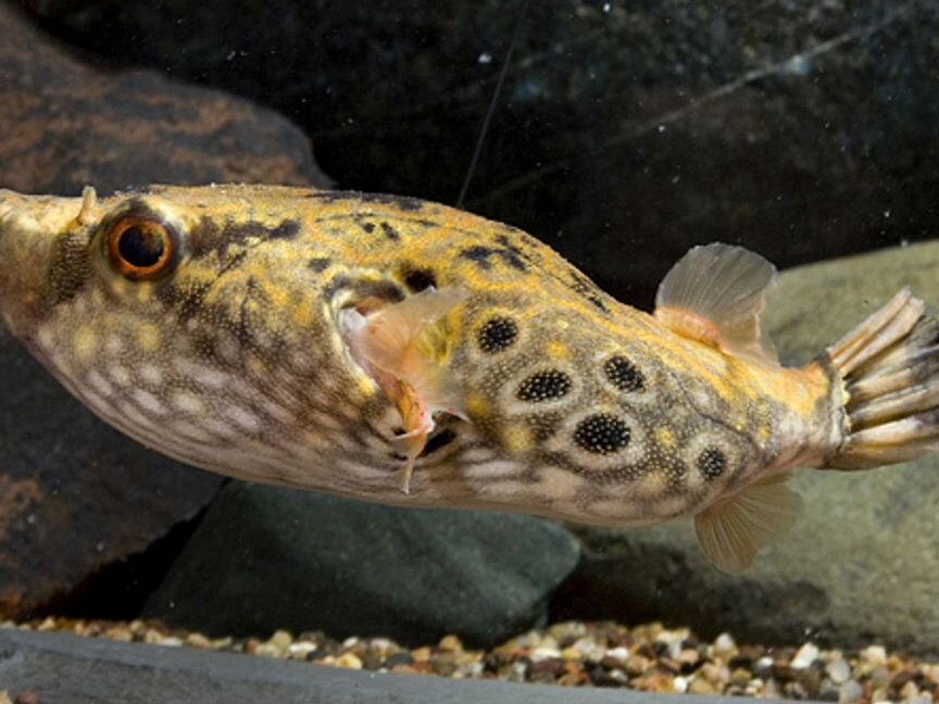 Тетрадон горбатый палембанг (Tetraodon palembange