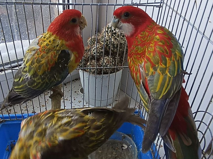 Птенцы розеллы