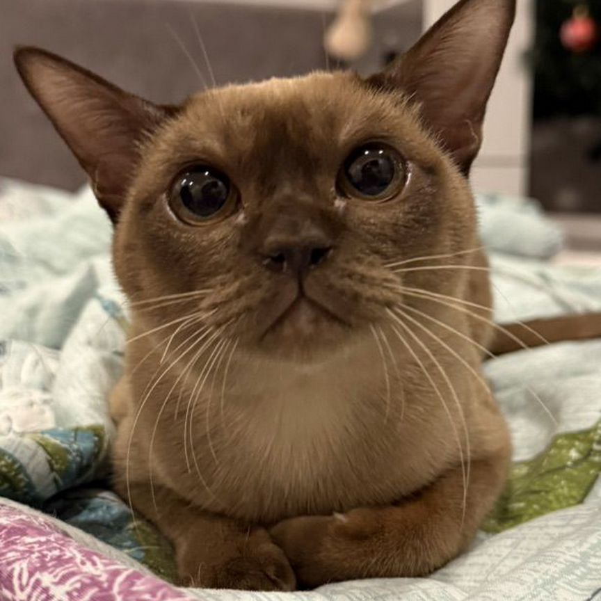 Европейский бурманский котёнок