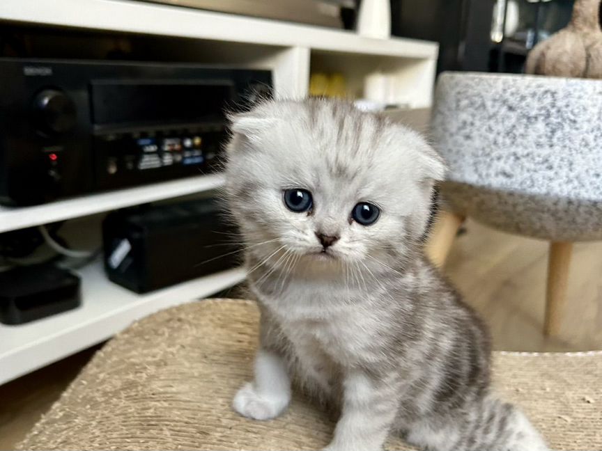 Шотландские вислоухие котята