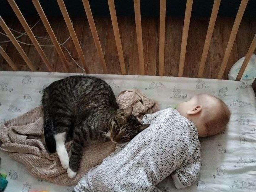 Отдам кота в добрые руки