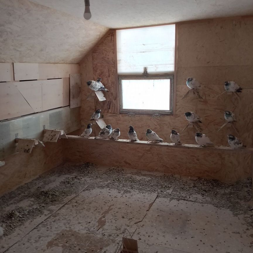 Пакистанские голуби