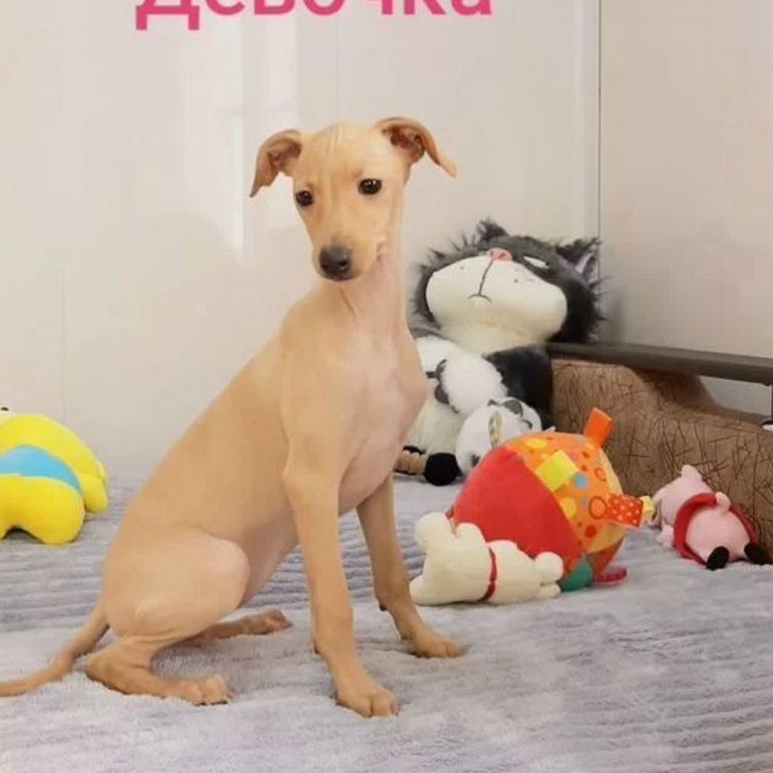 Левретка, щенок