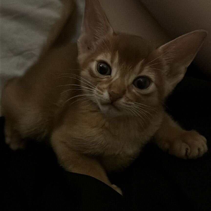 Абиссинский котёнок