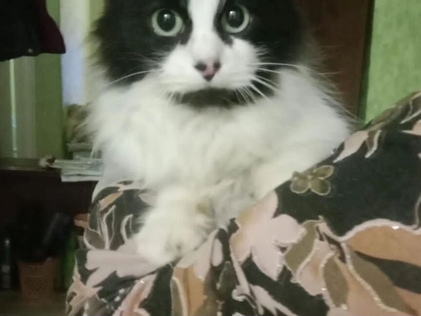 Кошечка, ласкуша, в добрые руки