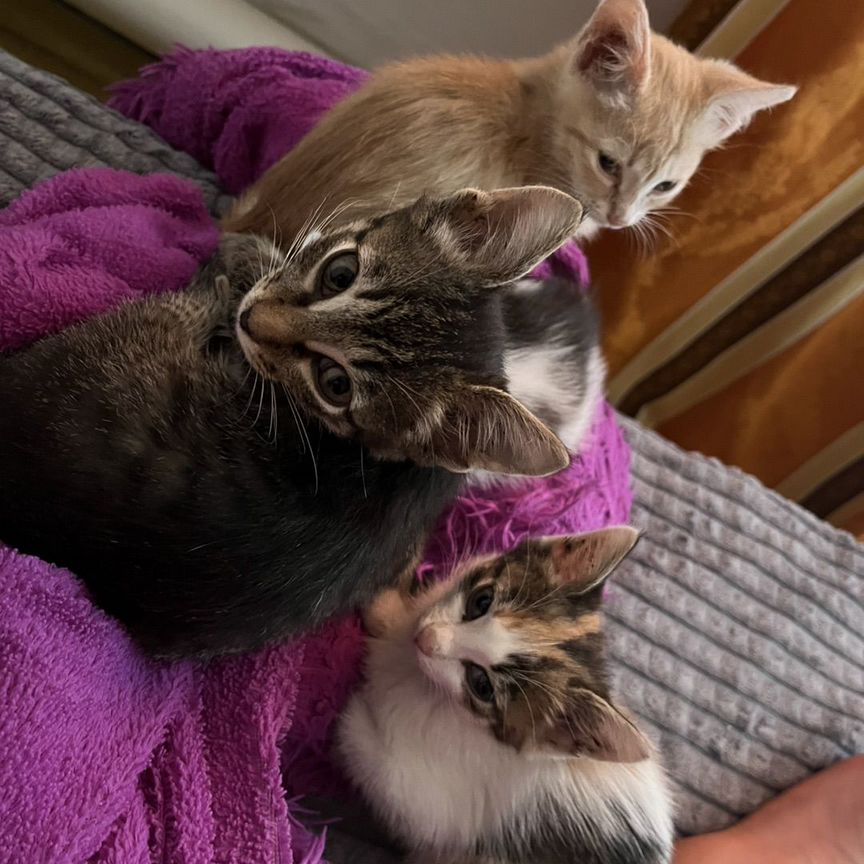 Котята в добрые руки