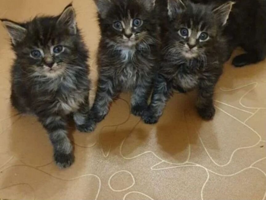 Котята рысята