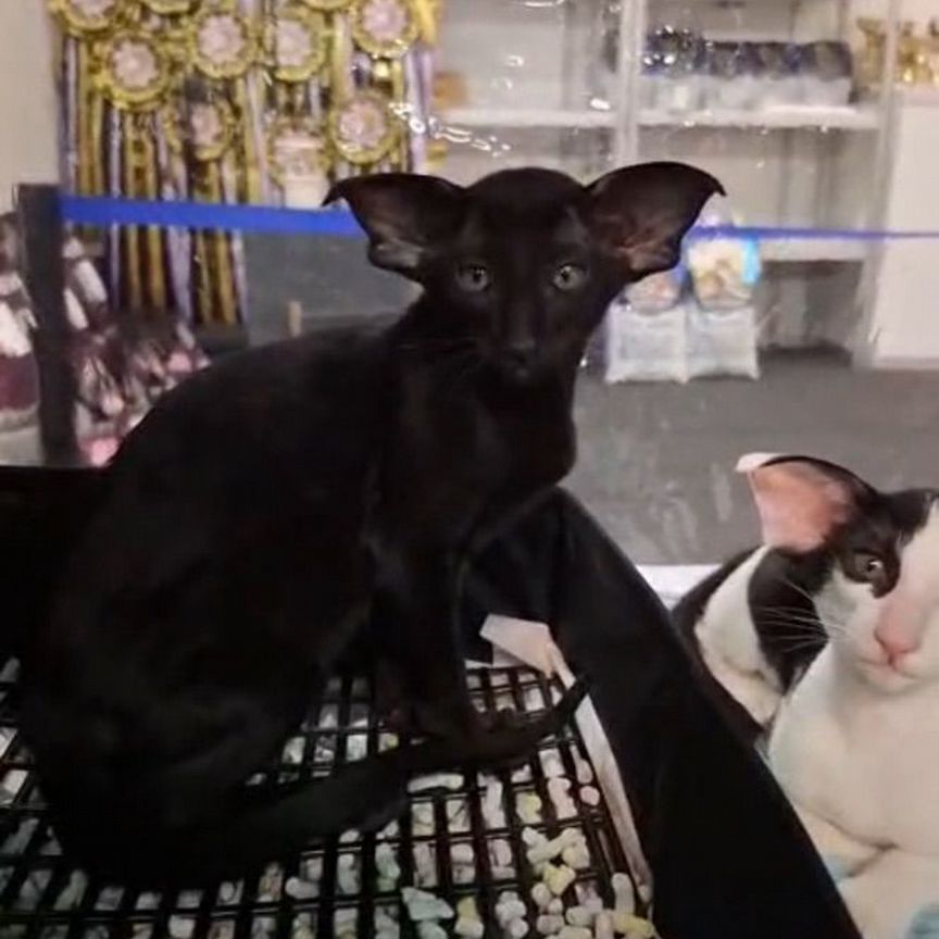 Черная экстремальная девочка