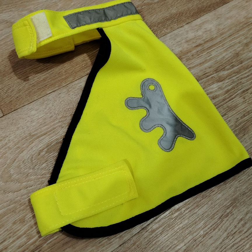 Чихуахуа, взрослая собака