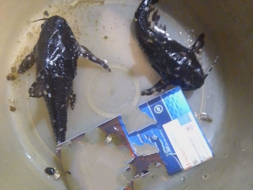 Рыбки поющие сомики