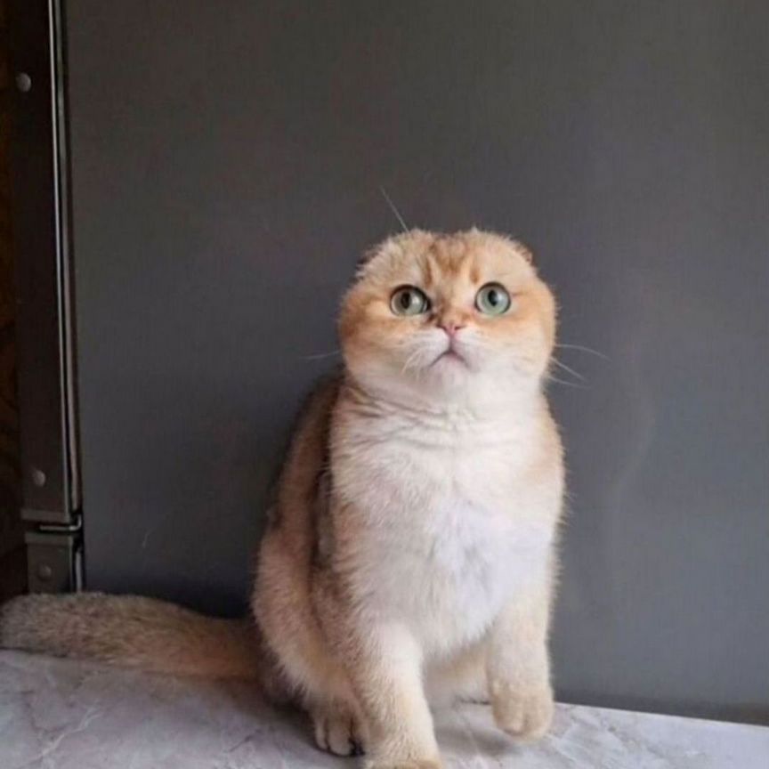 Мальчик золотая шиншилла