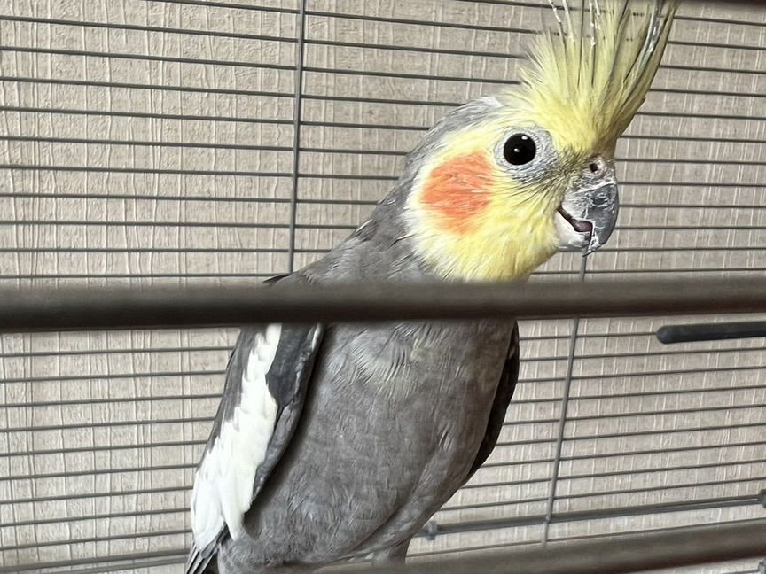 Попугай корелла бесплатно