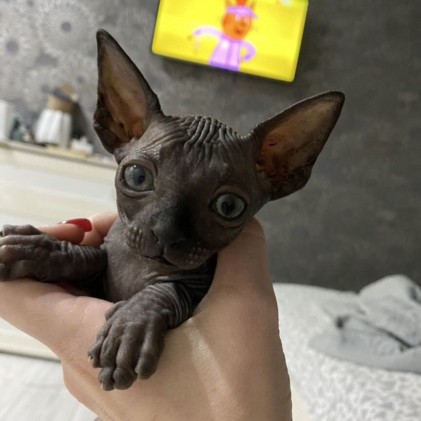 Канадский сфинкс котенок