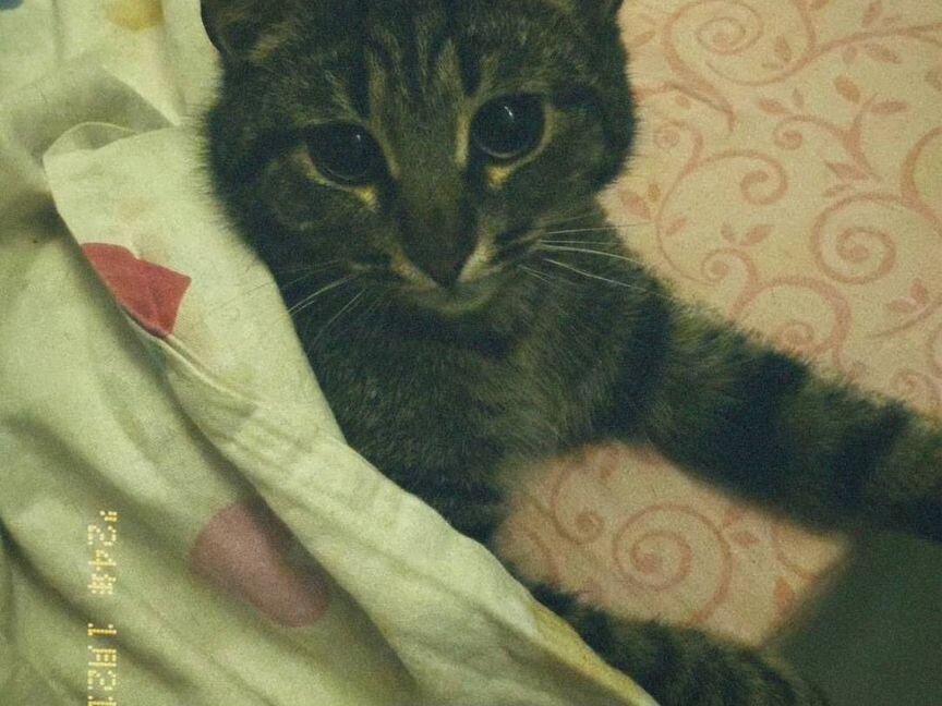 Кошка в добрые руки