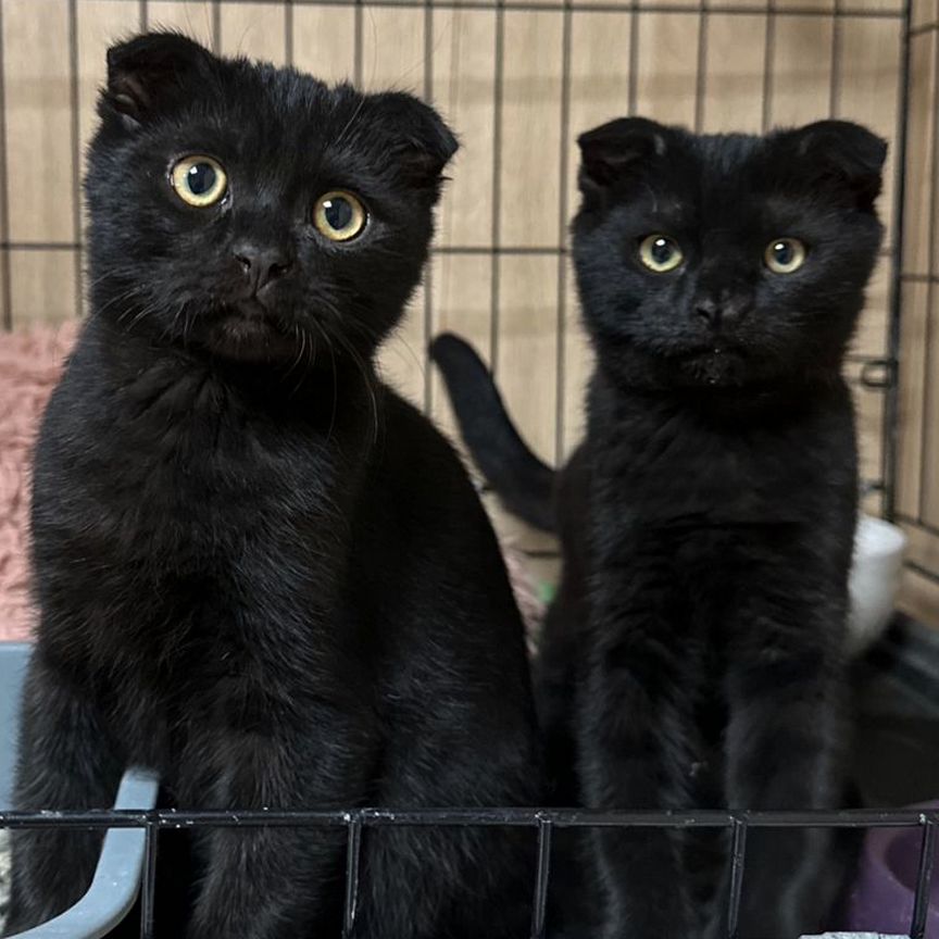 Шотландский вислоухий короткошёрстный кот, взрослый