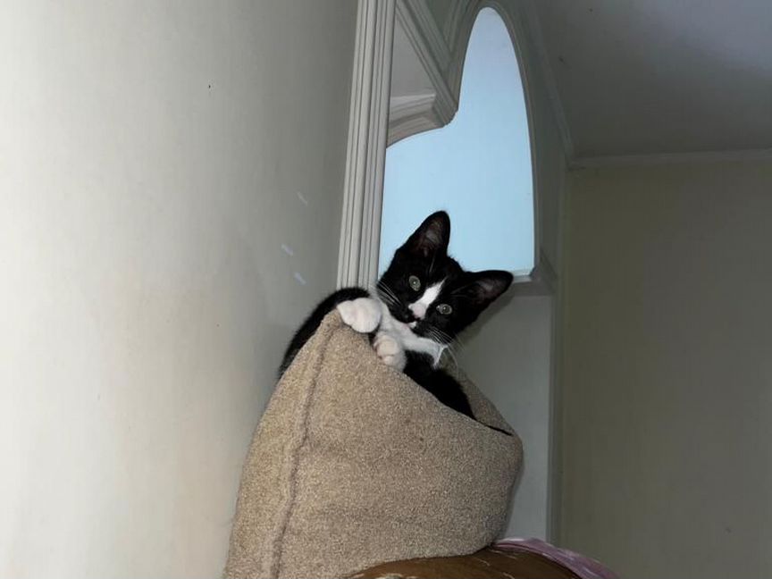 Черно белый котенок