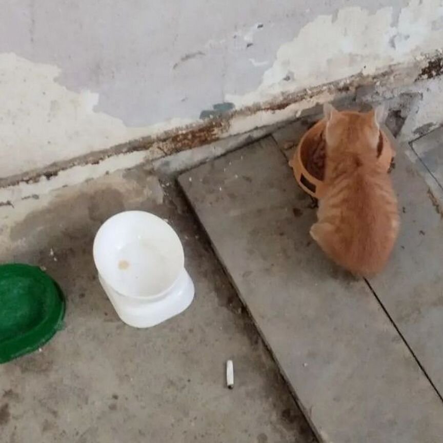 Котёнок в добрые руки