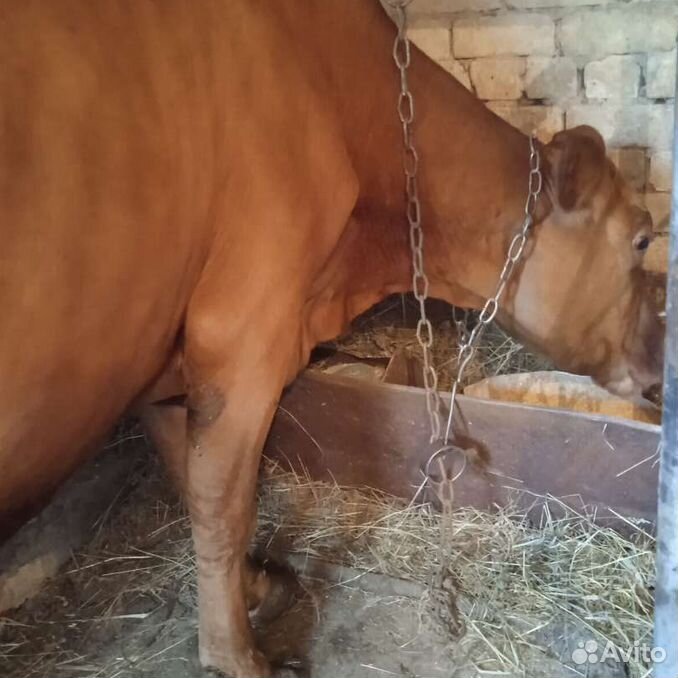 Корова высокоудойная стельная