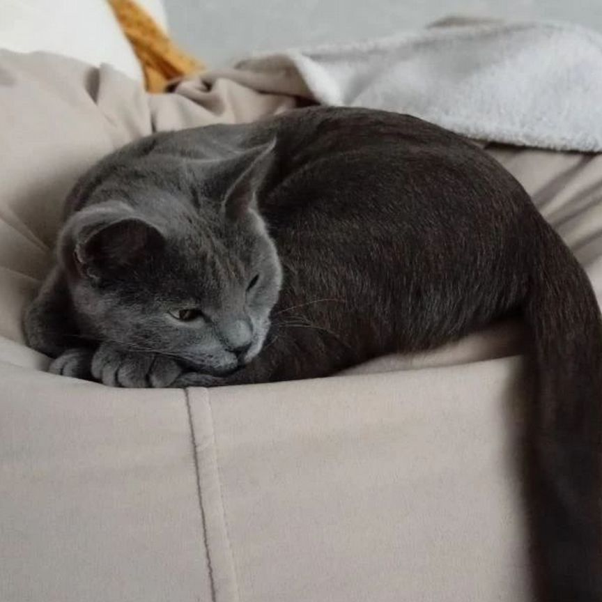 Русская голубая, взрослая кошка