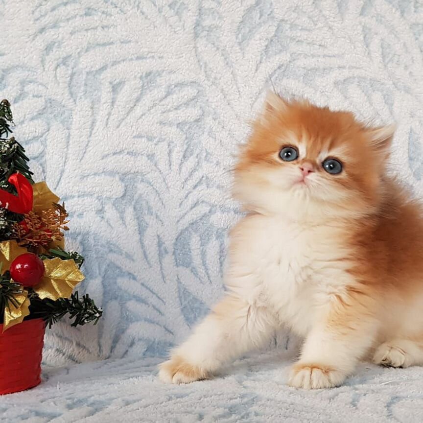 Золотая шиншилла