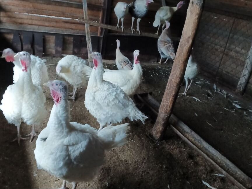 Индюки на мясо