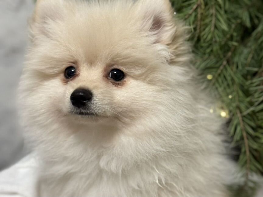 Померанский шпиц