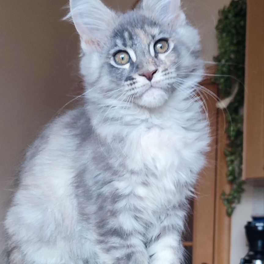 Голубоеремовая черепаха на серебре 2.5 мес