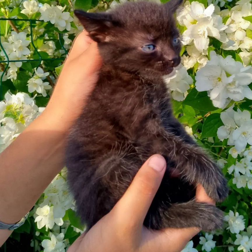 Котёнок в добрые руки