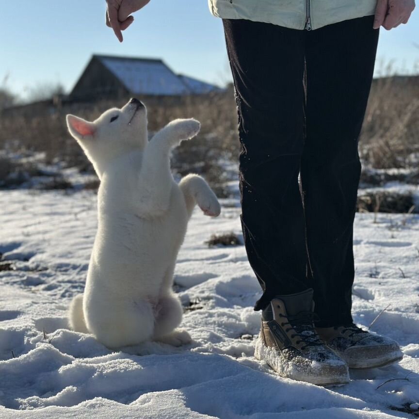 Акита ину белый